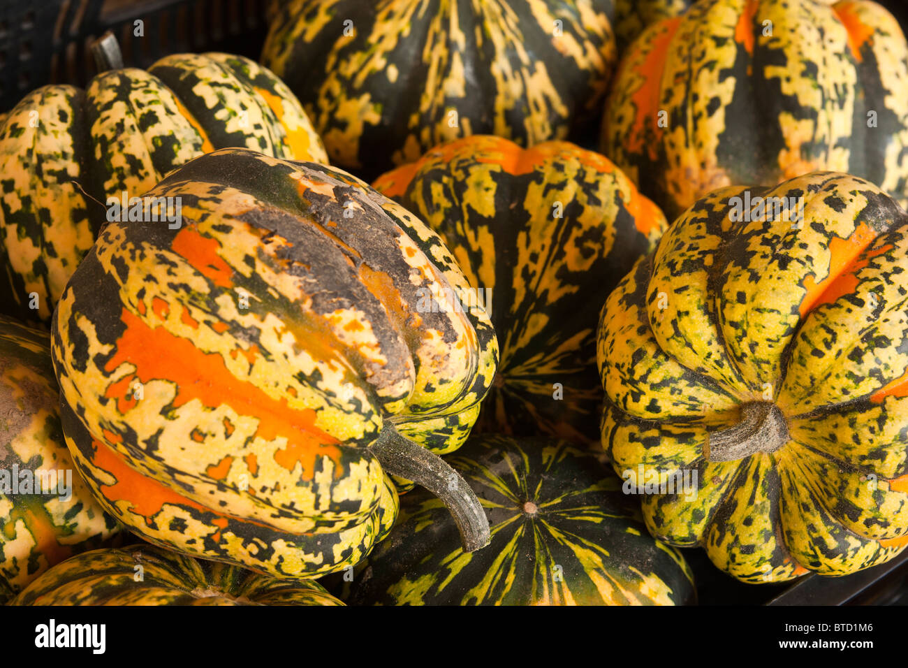 fresh squash vegetables Stock Photo - Alamy