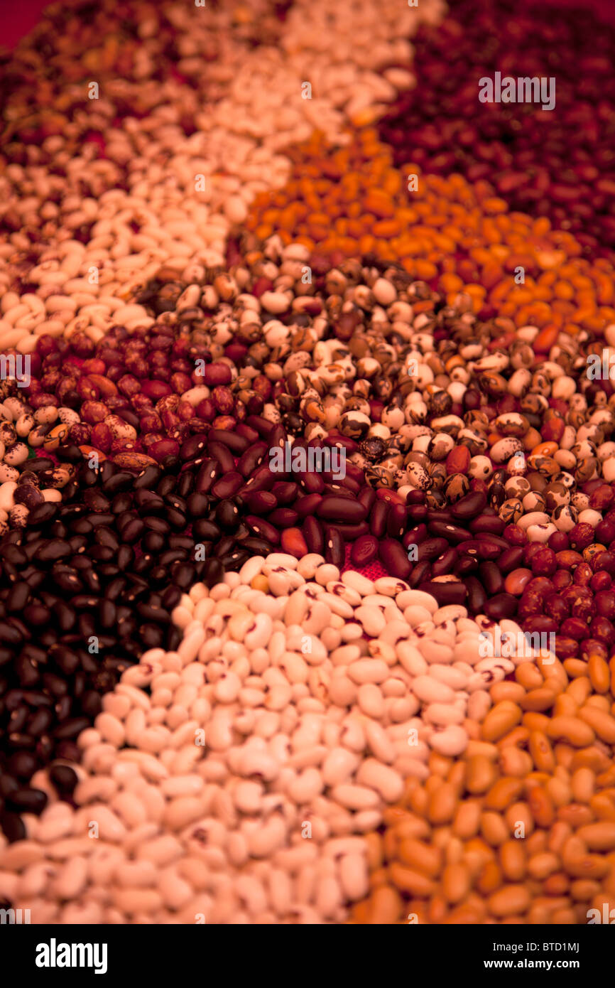 Choclo, or Peruvian large kernel corn, as seen at Lima's annual ...