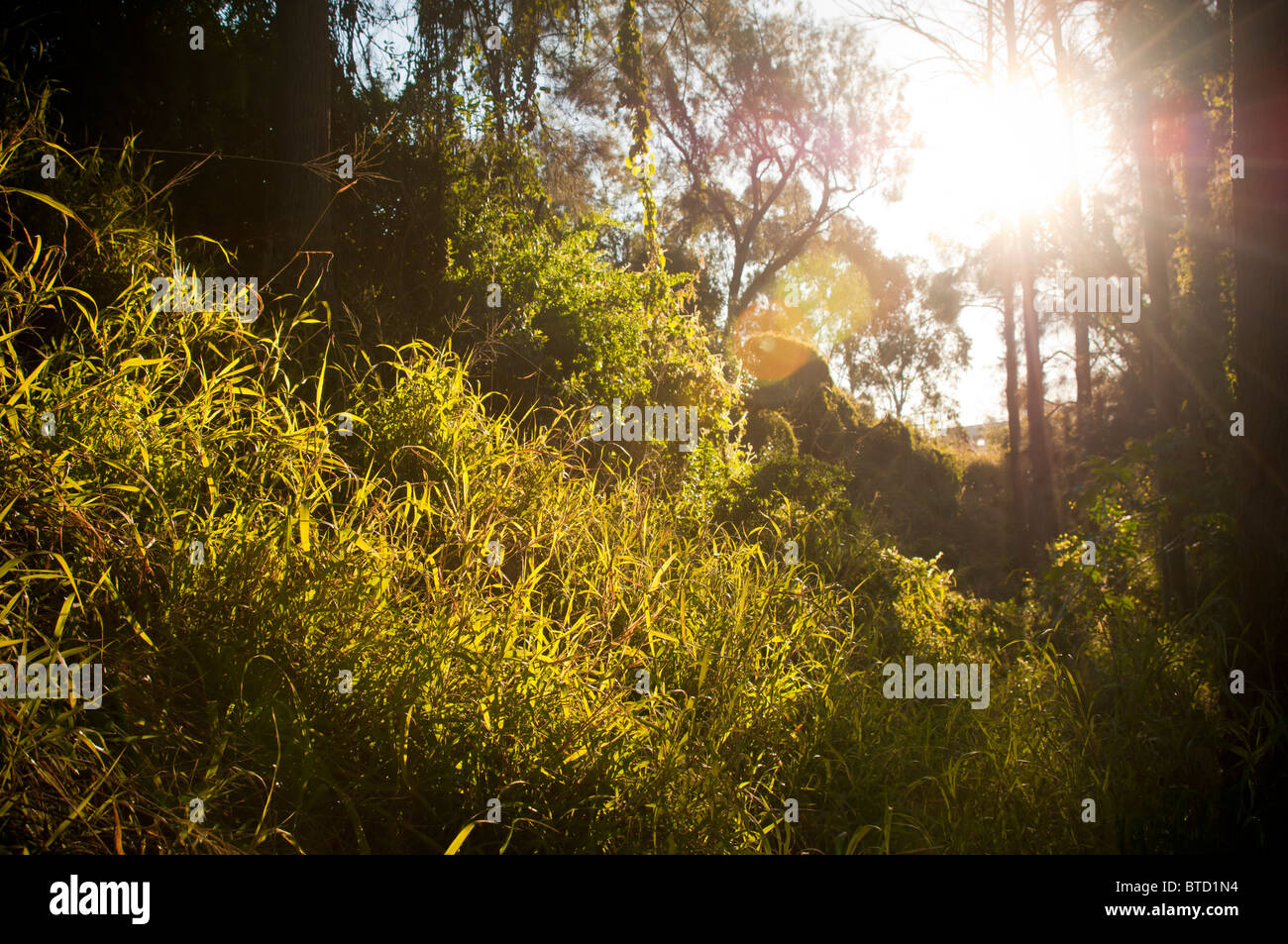 Forest setting with sun streaming through and highlighting trees and ...