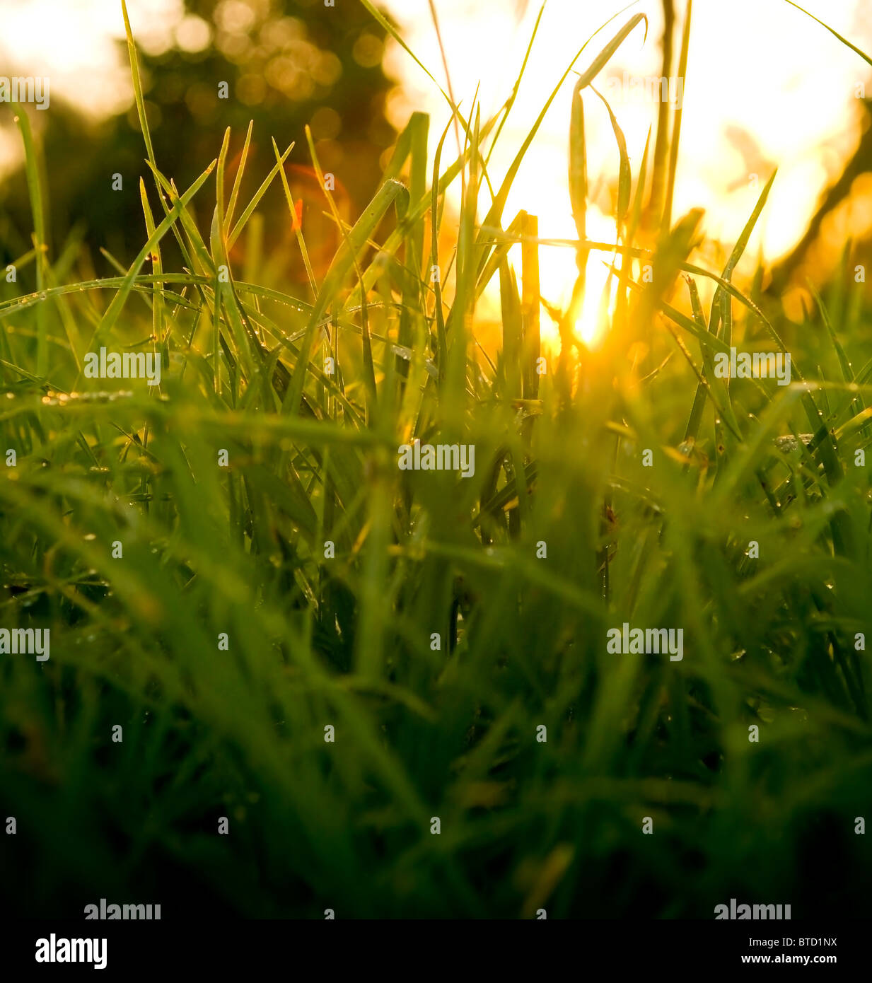 Sunrise / sunset as viewed from grass level Stock Photo - Alamy