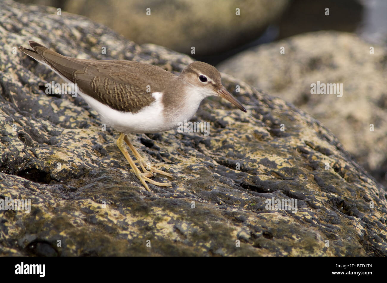 Spotted Sandpiper (Actitis macularius) walking on coastal rocks during ...