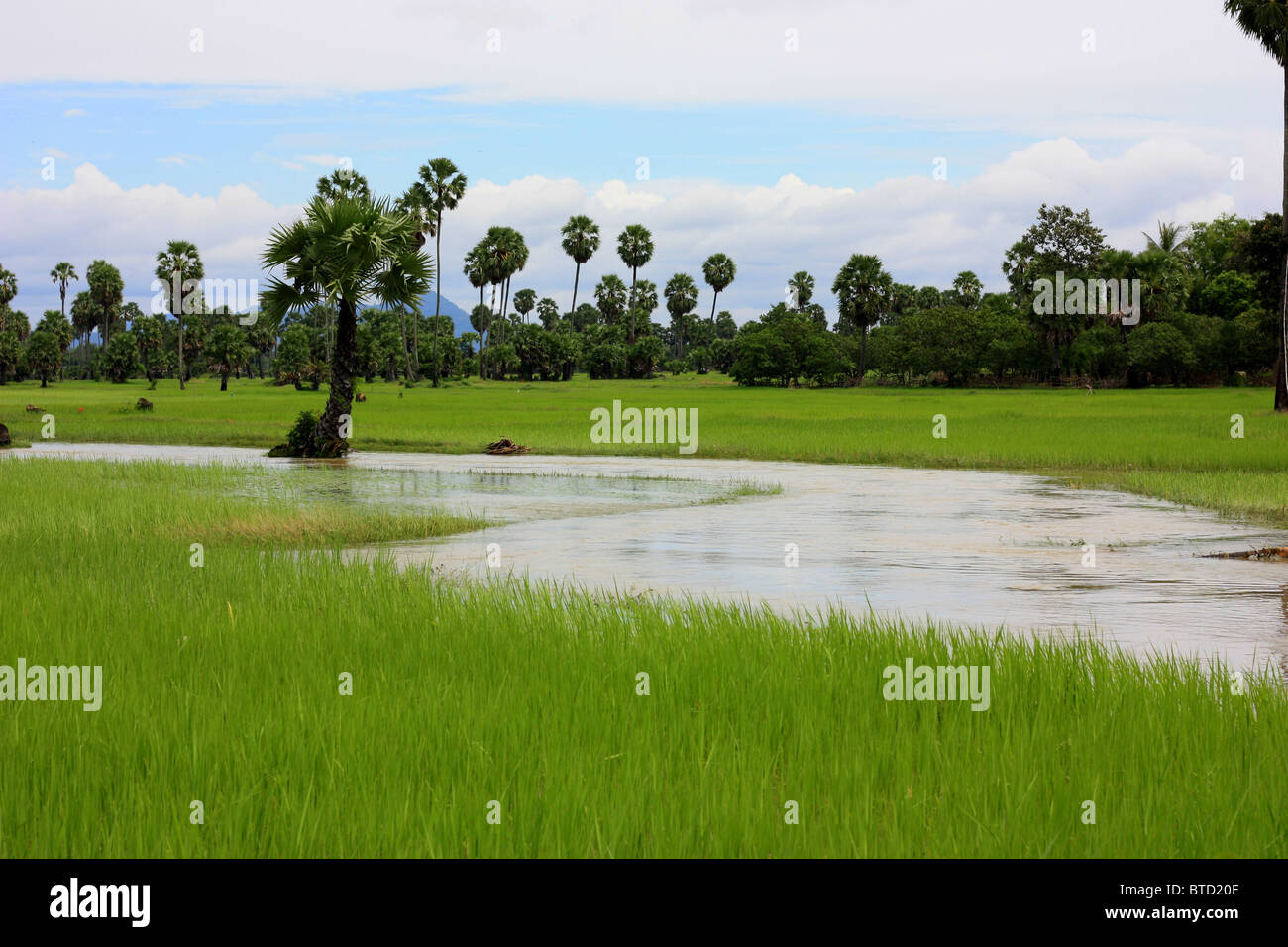 People working and fishing in rice fields during rain season Stock ...