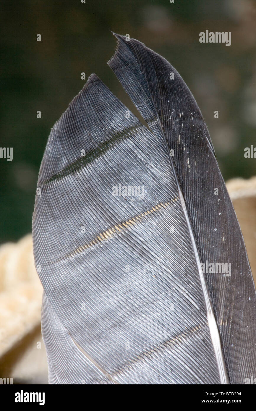 Feather vanes hi-res stock photography and images - Alamy