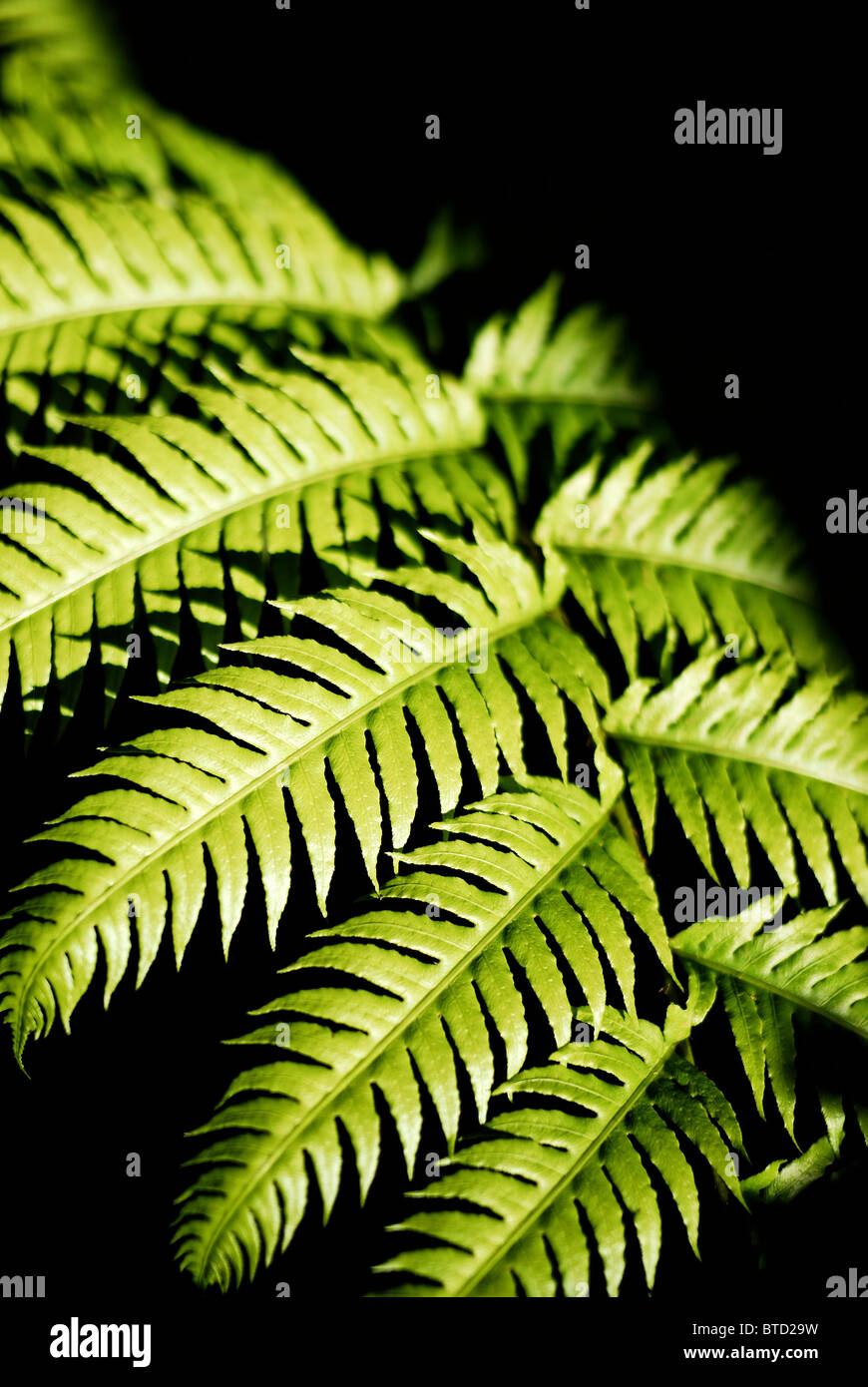 A fern leaf caught by the sun shining through a window Stock Photo - Alamy