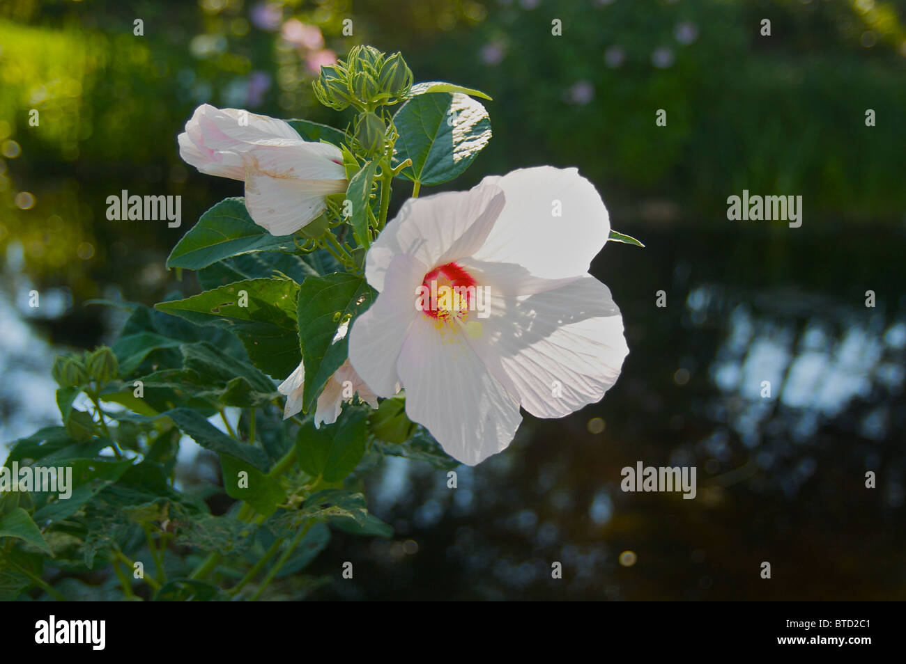Flower cod hi-res stock photography and images - Alamy