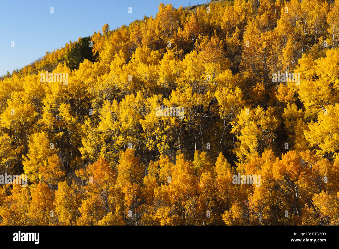 Alpine mountains near Wells, Nevada in the fall with brilliant gold ...