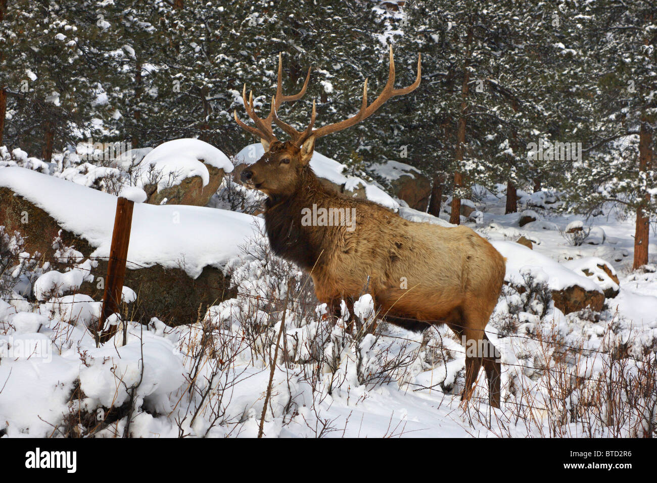 Elk in snow in Colorado Stock Photo - Alamy