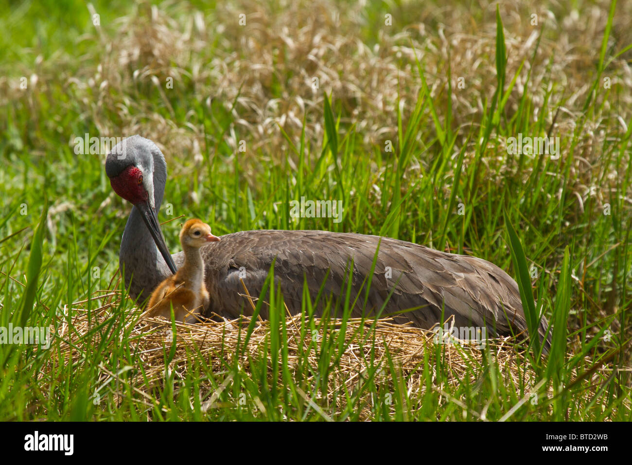 Sandhill crane on a nest with a hatchling in Florida Stock Photo - Alamy