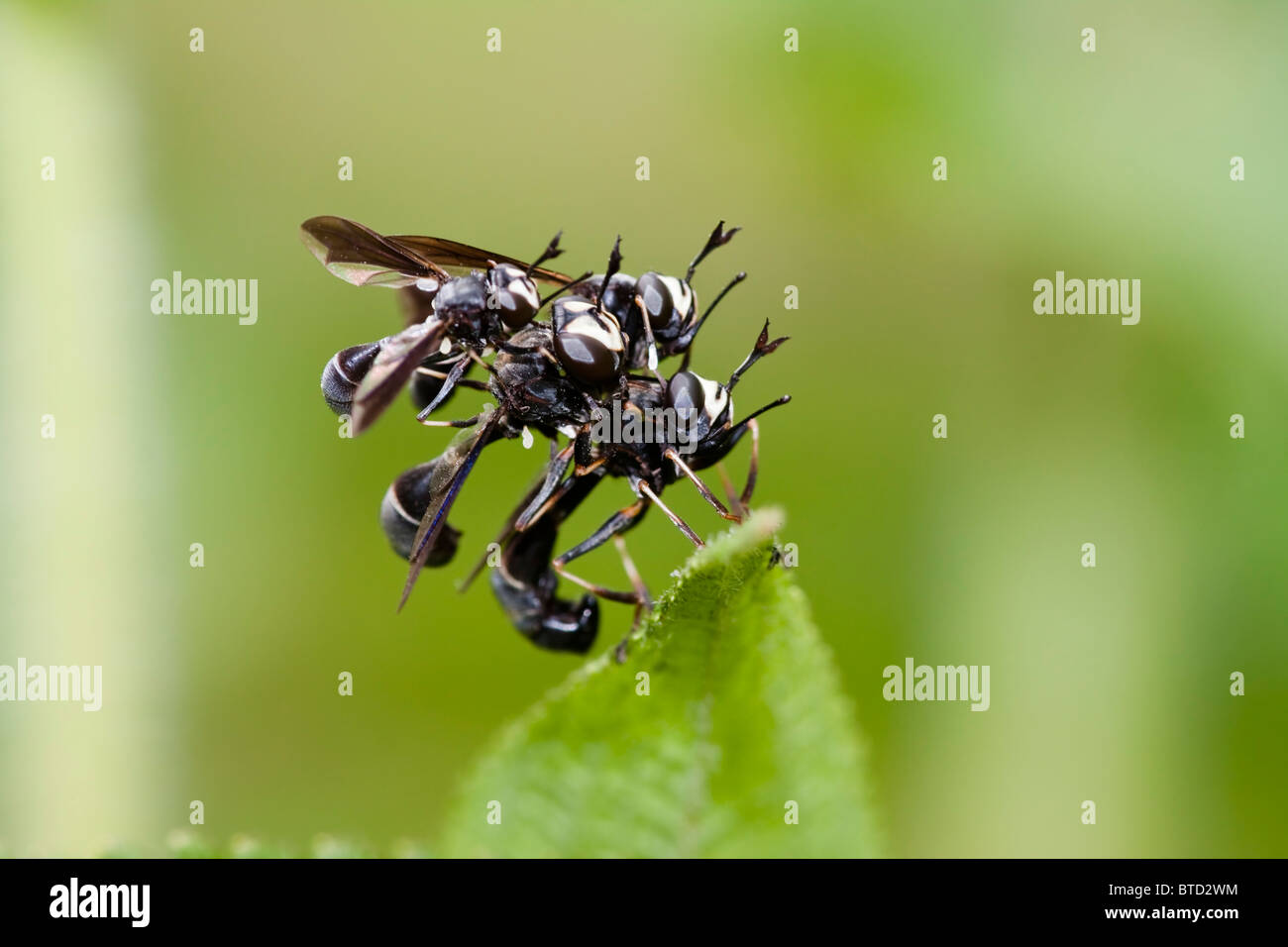 four bugs in a group hug Stock Photo - Alamy