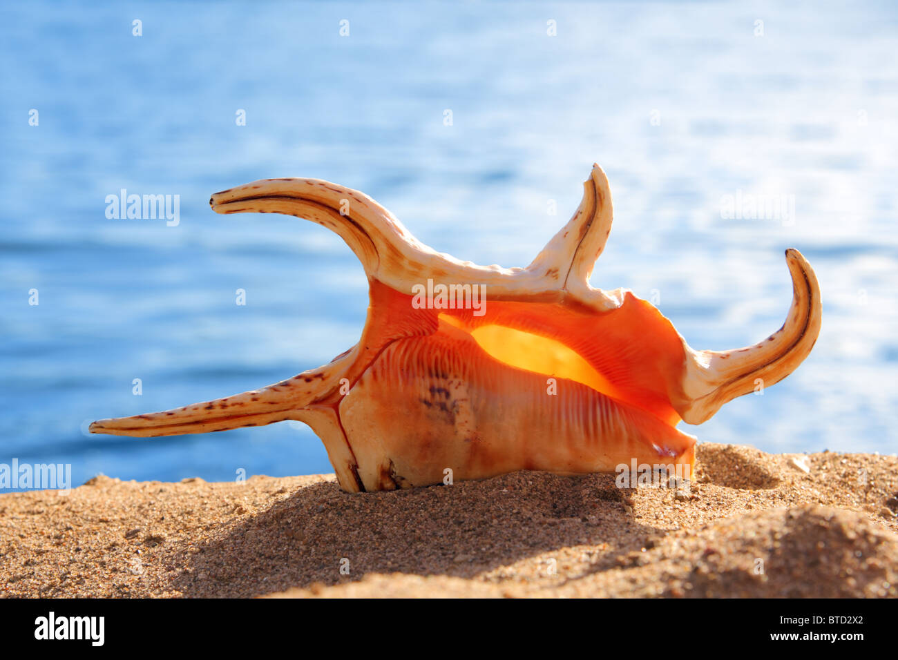 Sea shell orange hi-res stock photography and images - Alamy