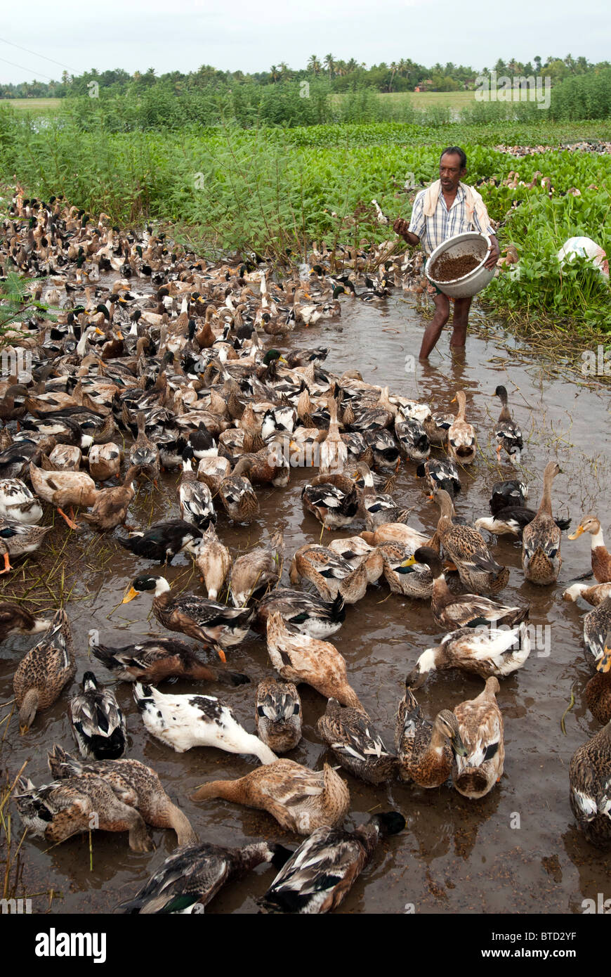 Duck farming in Alappuzha, Kerala, India Stock Photo - Alamy