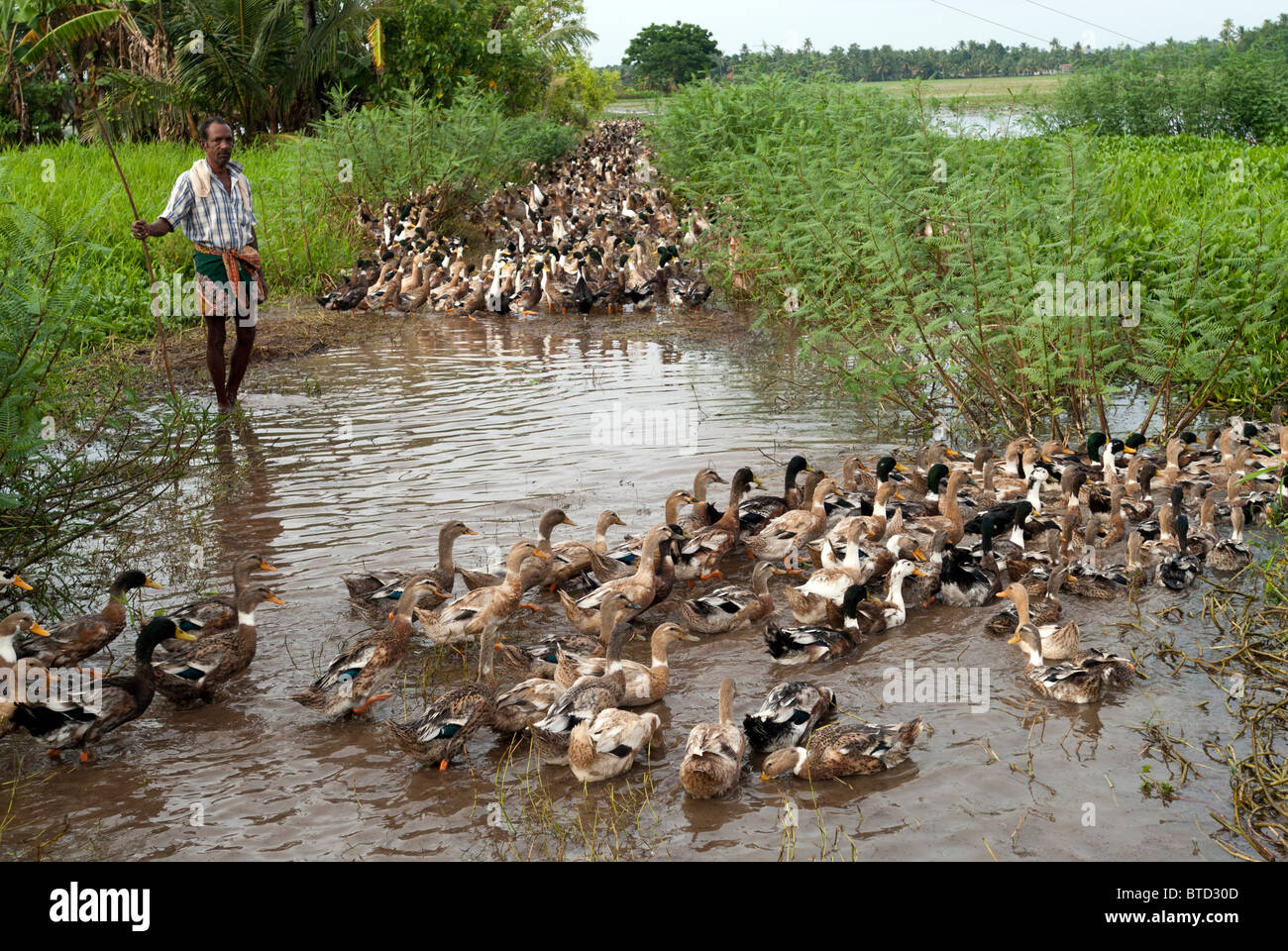 Duck farming in Alappuzha, Kerala, India Stock Photo - Alamy