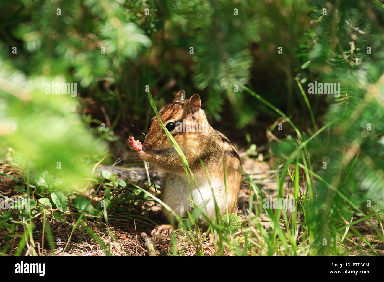 Chipmunk Hides in Undergrowth while Cleaning and Preening Stock Photo ...