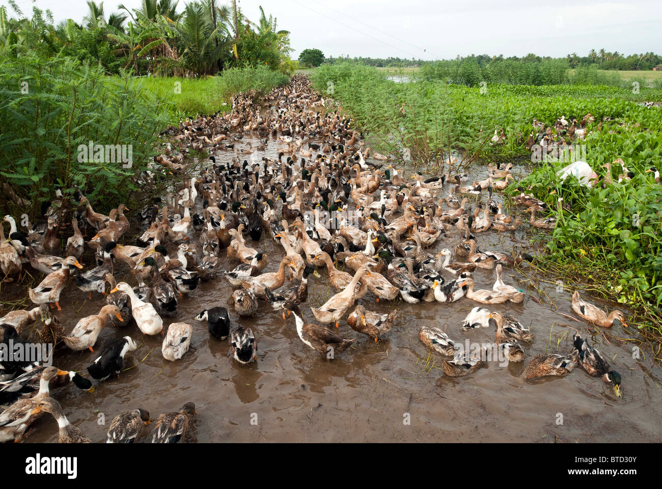 Duck farming in Alappuzha, Kerala, India Stock Photo - Alamy