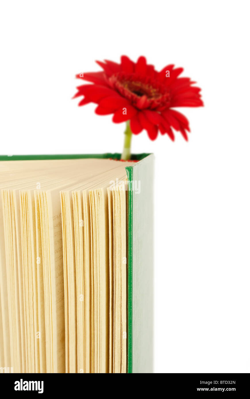 Book with a red flower between pages Stock Photo - Alamy