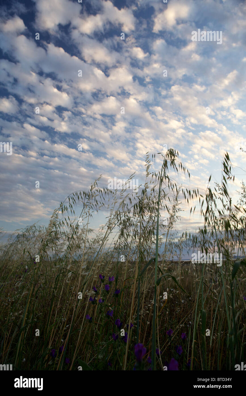 A landscape image showing grass growing and a skyline with scattered ...