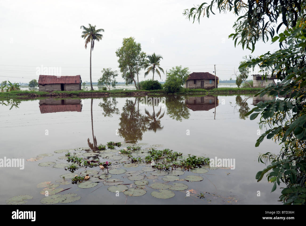 Backwaters of Kuttanad, Alappuzha;Alleppey, Kerala, India Stock Photo ...