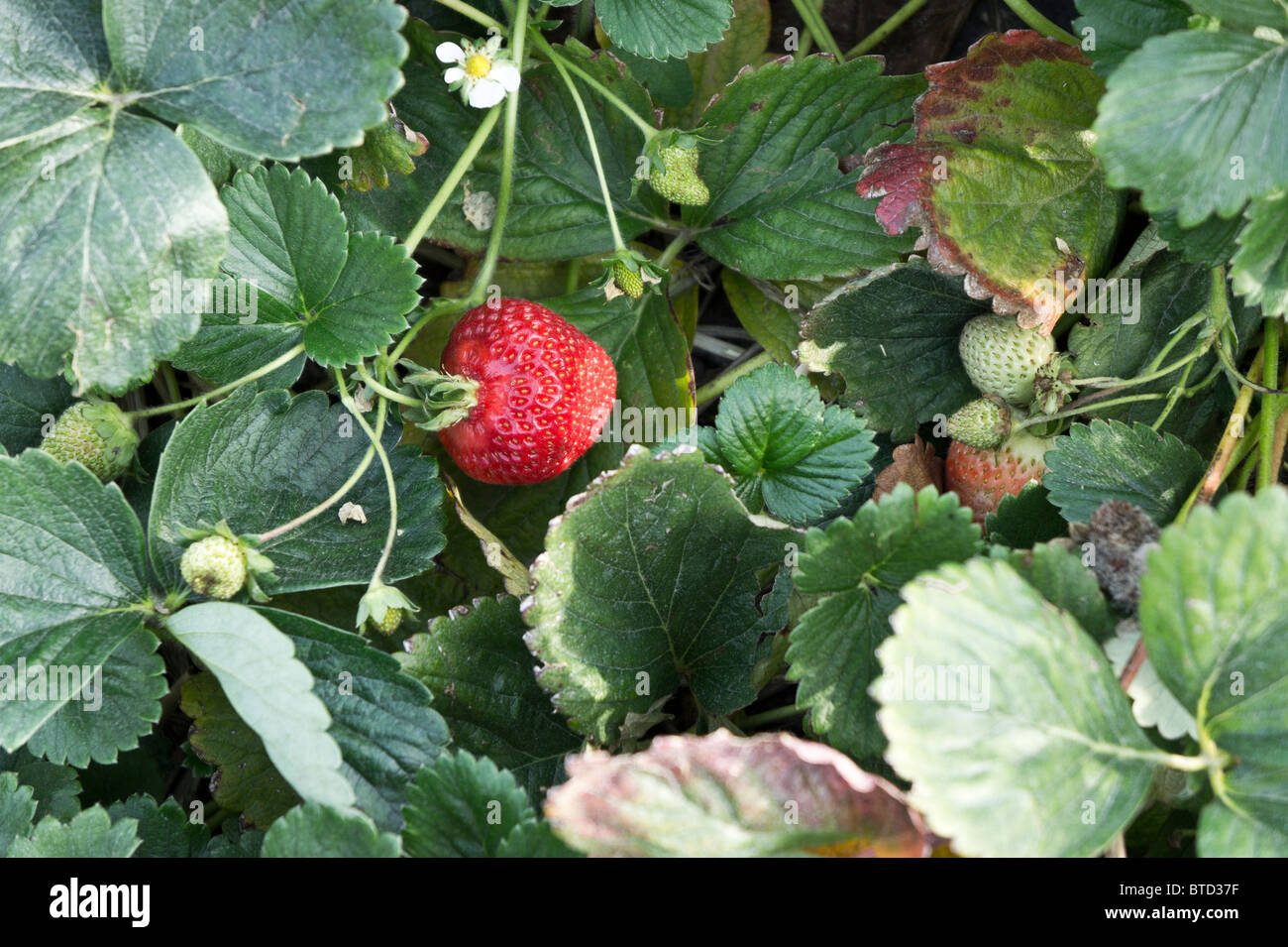 strawberry in strawberry patch Stock Photo - Alamy