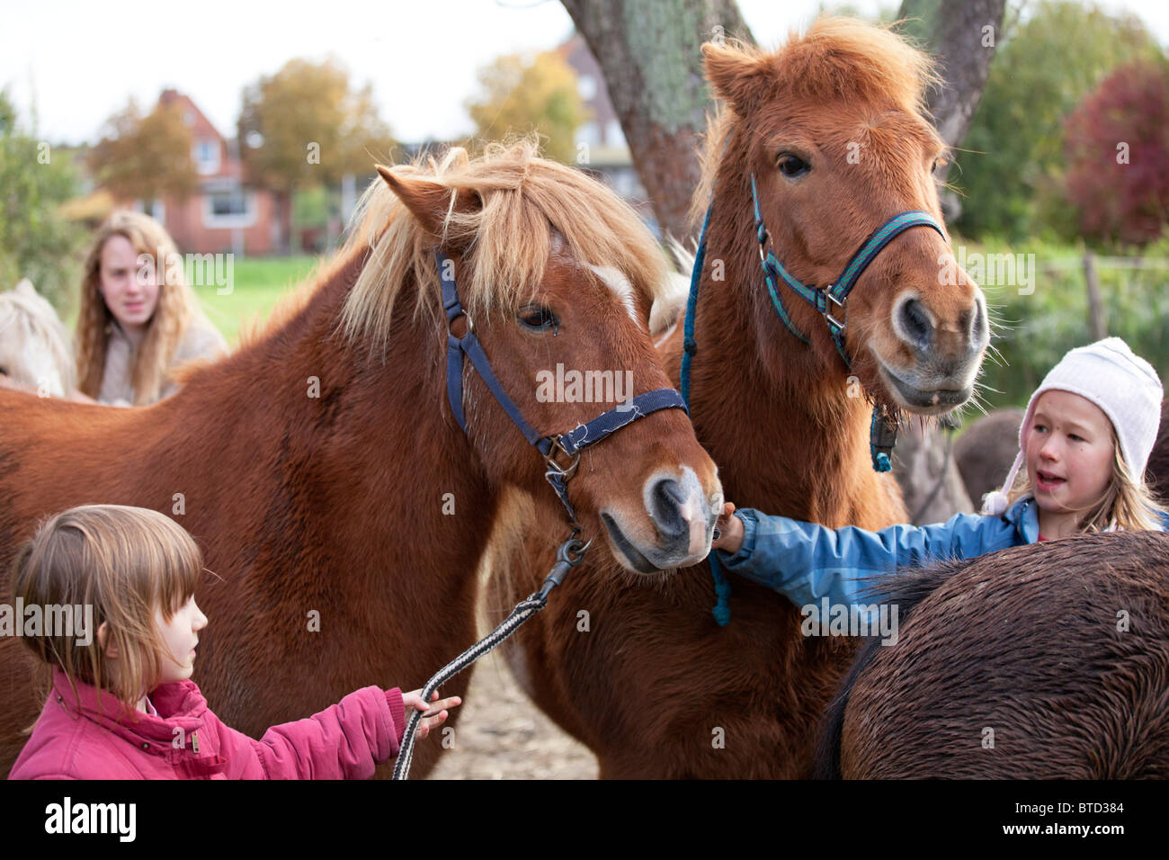 portrait of young girls with ponies Stock Photo - Alamy
