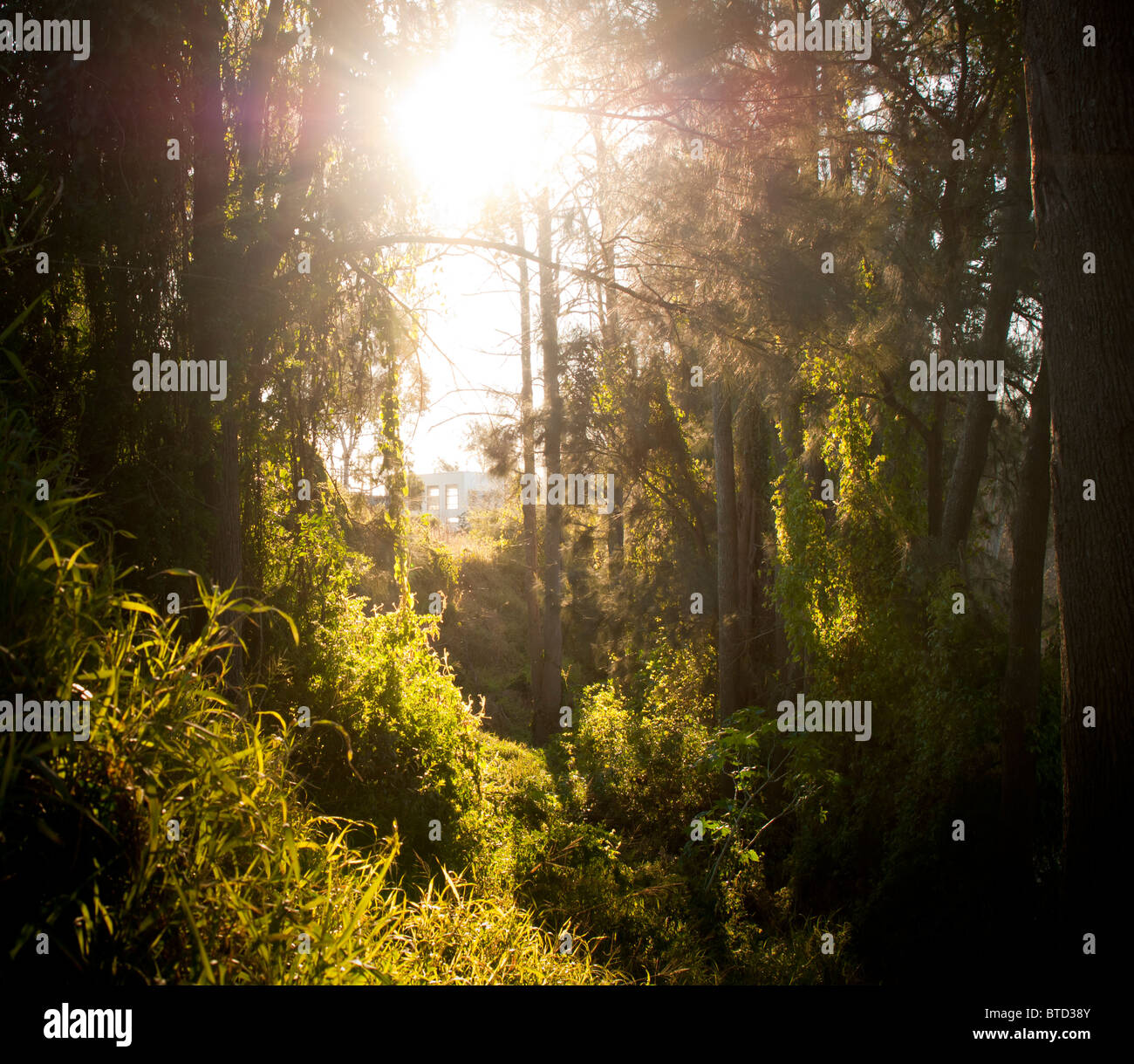 Forest setting with sun streaming through and highlighting trees and ...