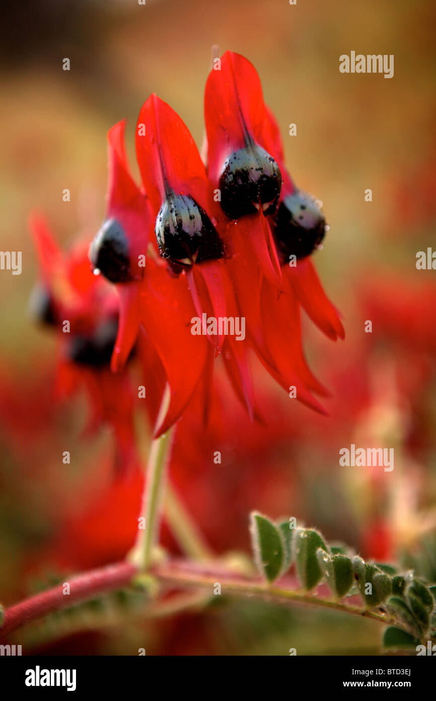 A picture showing the South Australian floral emblem wild flower, the ...