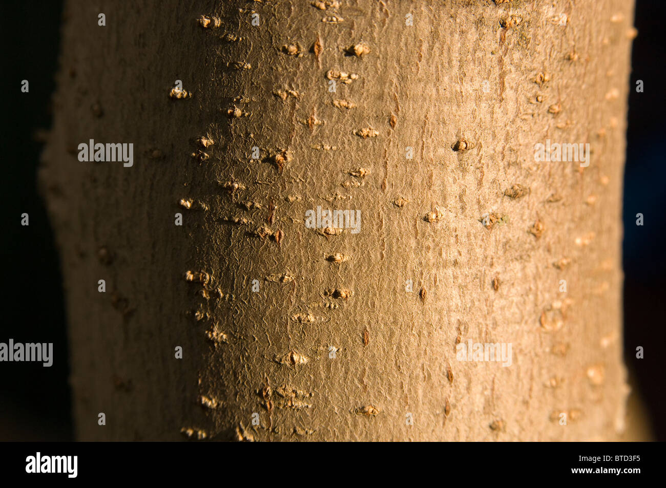 Side of tree hi-res stock photography and images - Alamy