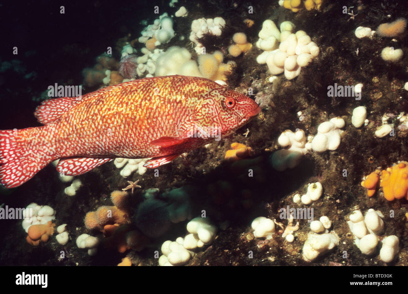 Ballan Wrasse. The UK's largest wrasse. Comes an many colour variations ...