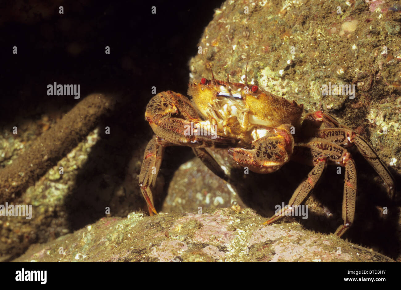 Uk Swimming Crab High Resolution Stock Photography and Images - Alamy