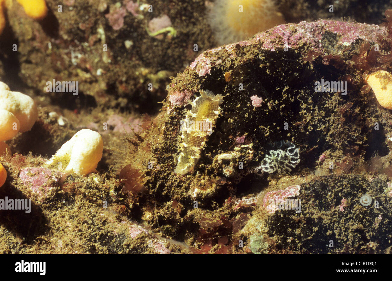 Sea Slug. Nudibranch, underwater in the North Sea, off the coast of ...