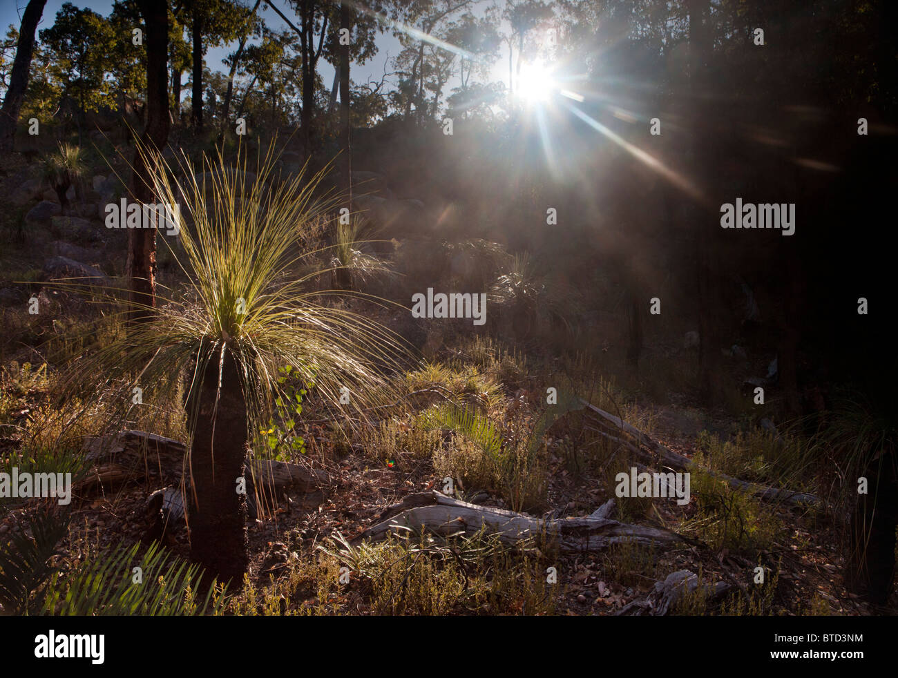 Balga hi-res stock photography and images - Alamy