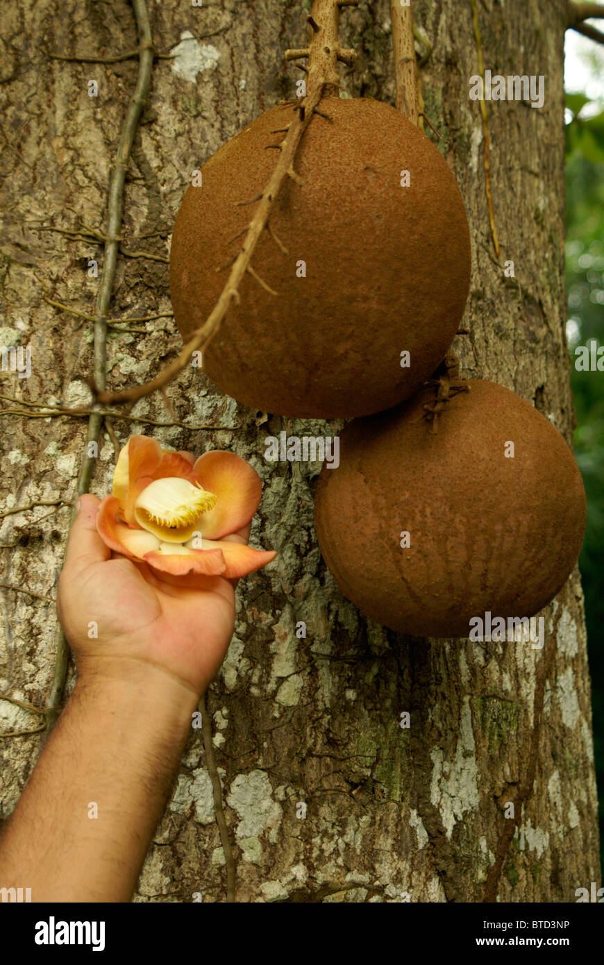 Honduran guide holding Canonball Tree flower at Lancetilla Garden ...