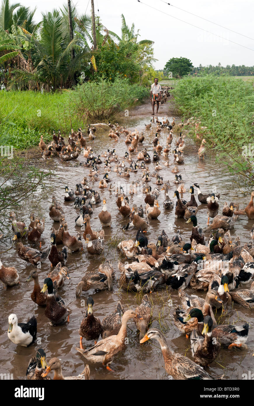 Duck farming in Alappuzha, Kerala, India Stock Photo - Alamy