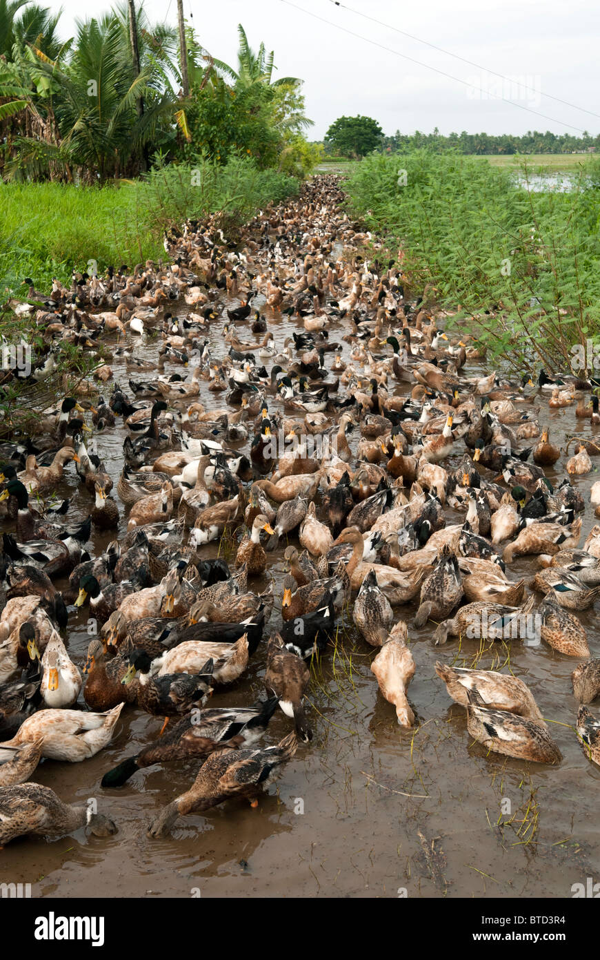 Duck farming in Alappuzha, Kerala, India Stock Photo - Alamy