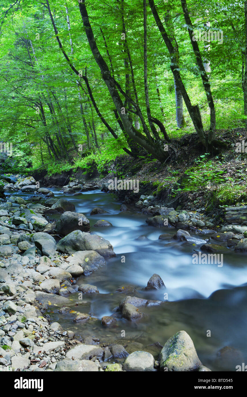 Green forest river flowing bright hi-res stock photography and images ...