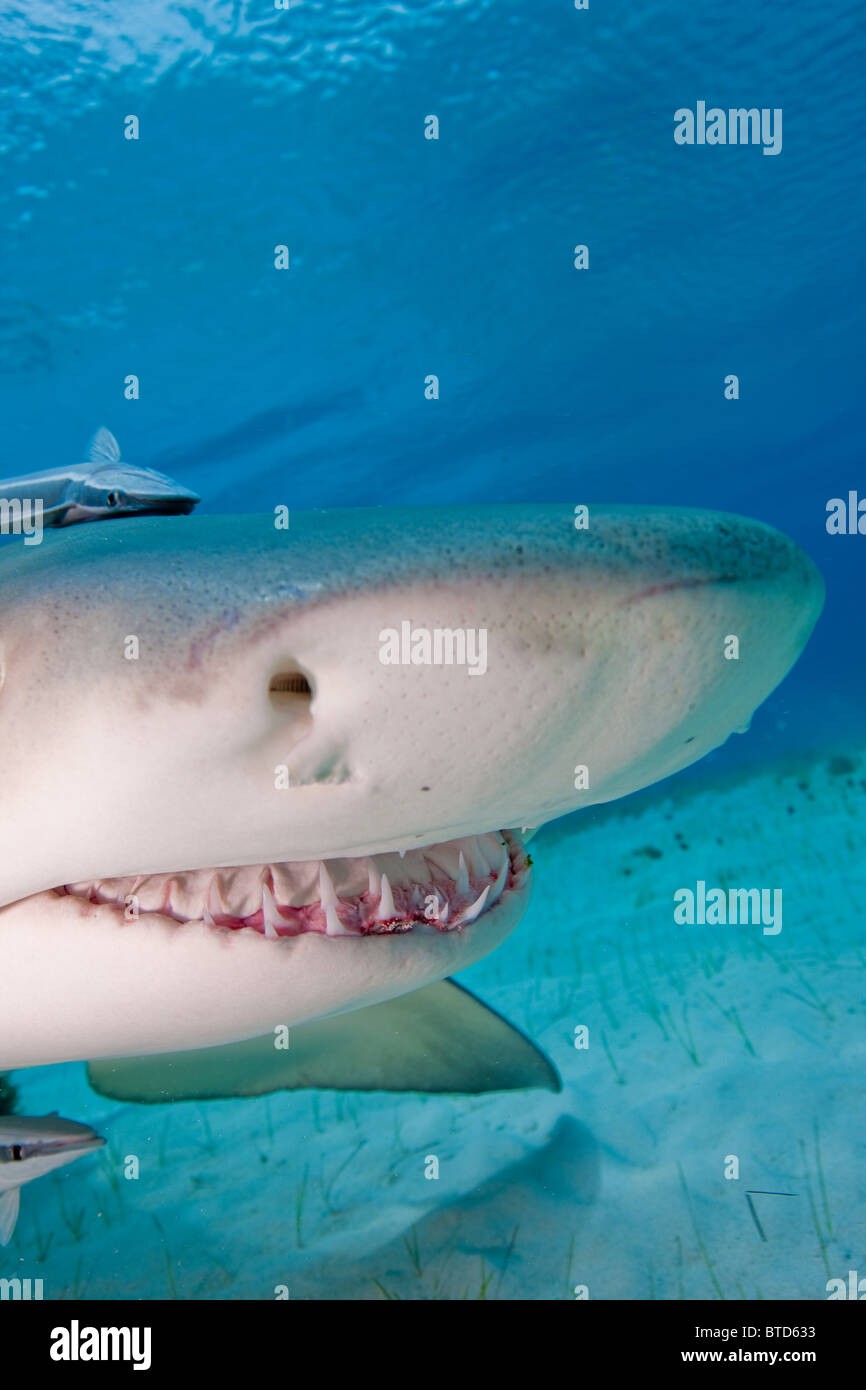 Lemon Shark Teeth Hi res Stock Photography And Images Alamy Lemon Shark Teeth Hi res Stock Photography And Images Alamy