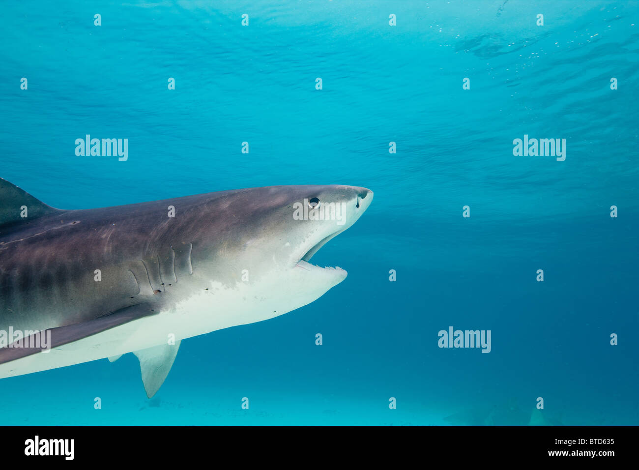 Mal species hi-res stock photography and images - Alamy