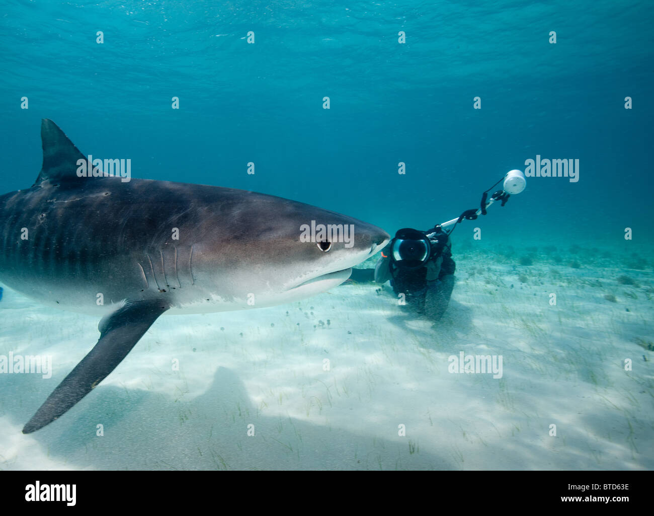 Photographer and Tiger Shark Stock Photo - Alamy
