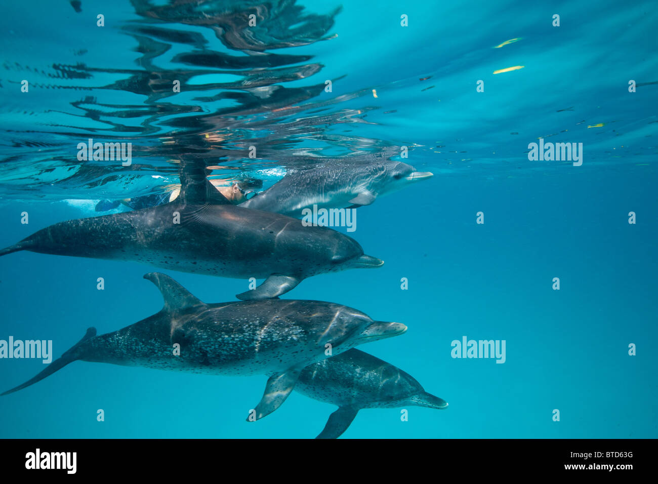 Atlantic Spotted Dolphin Stock Photo - Alamy