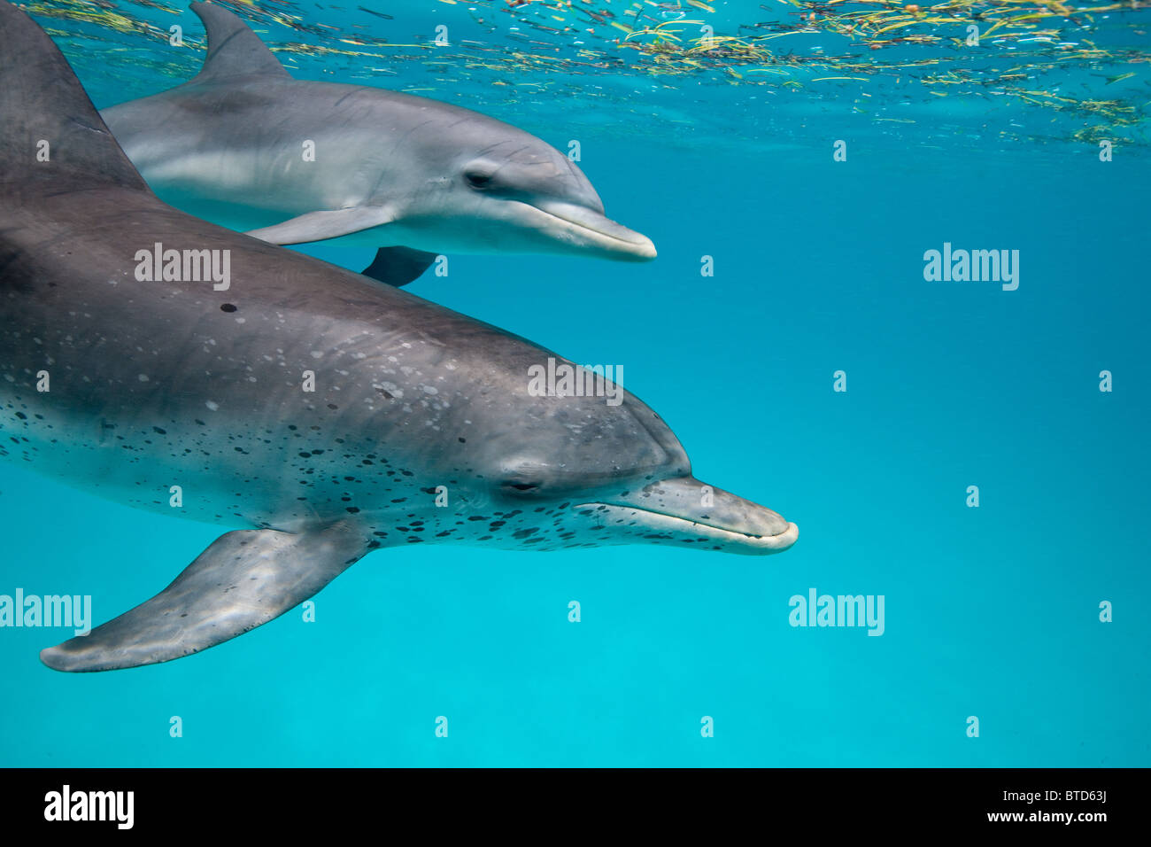 Atlantic Spotted Dolphin Stock Photo - Alamy