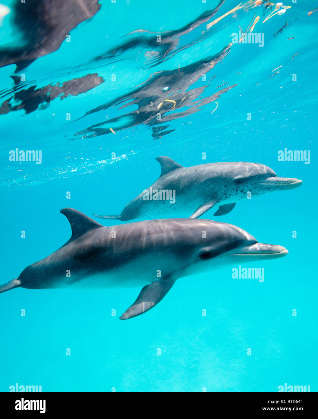 Grand bahama dolphin hi-res stock photography and images - Alamy
