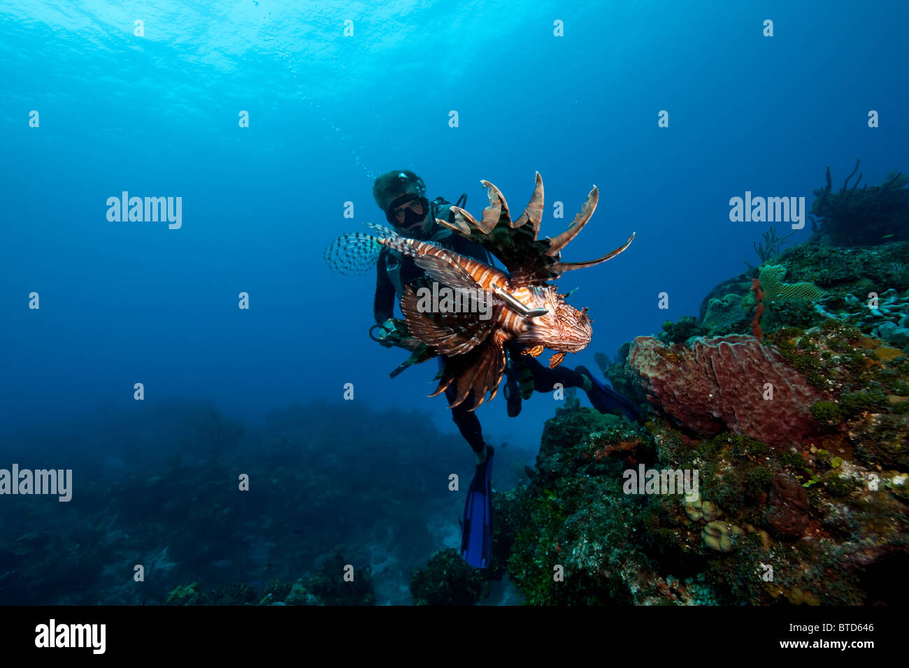 Invasive fish species hi-res stock photography and images - Alamy