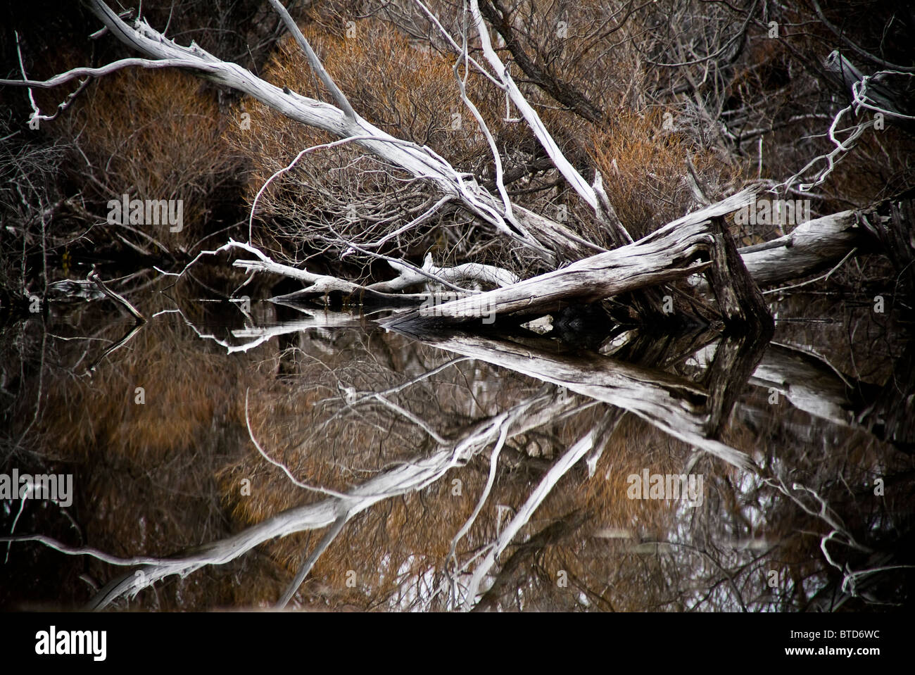 Fallen tree reflects in the stillness of a lake Stock Photo - Alamy