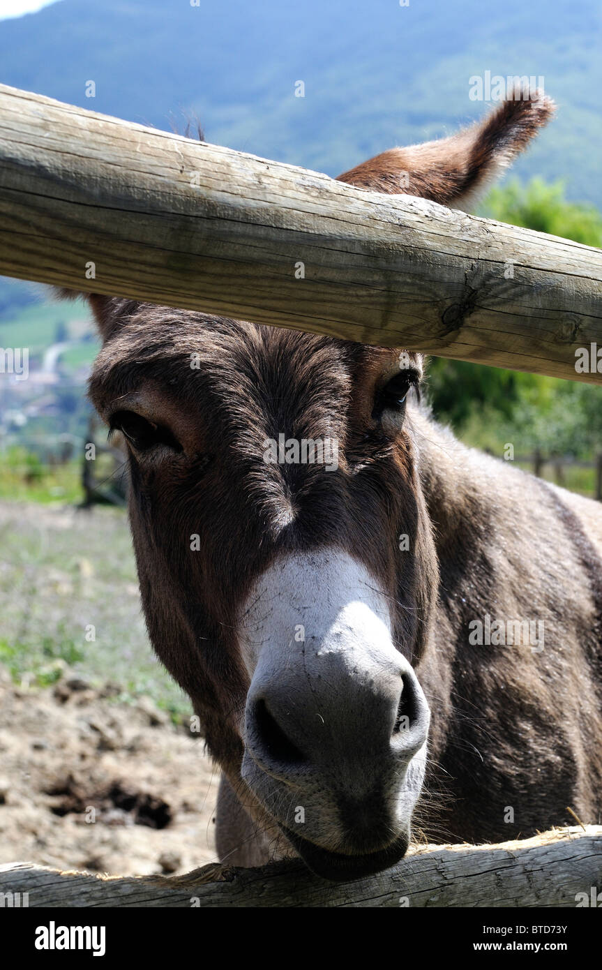 A donkey at a farm in Italy Stock Photo - Alamy