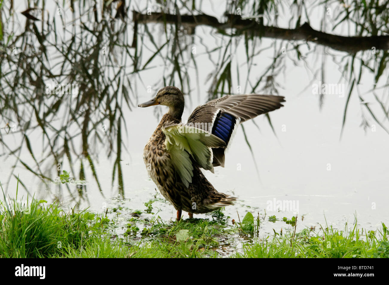 A Female Mallard flapping her wings Stock Photo - Alamy