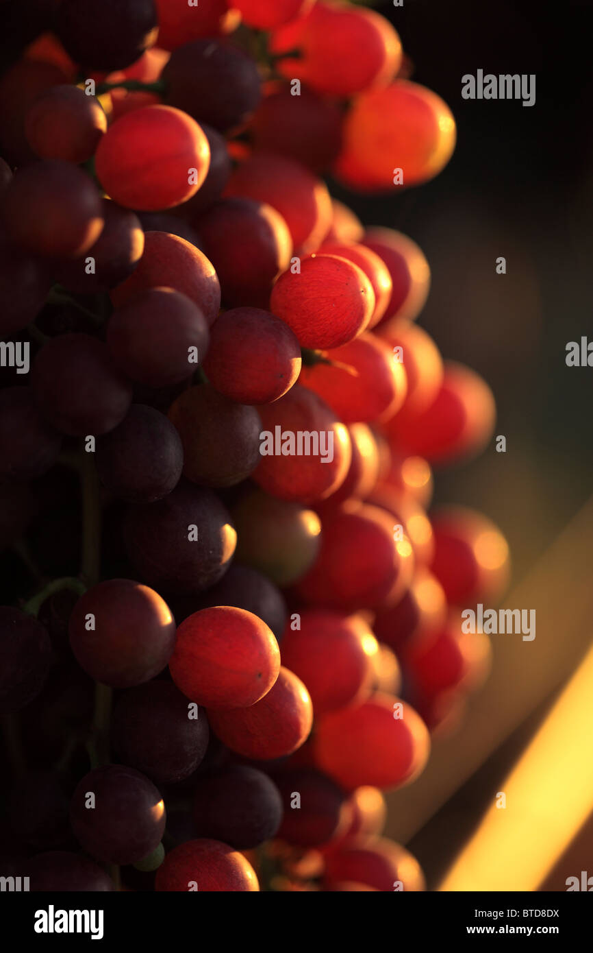 Australian grape harvest hi-res stock photography and images - Alamy