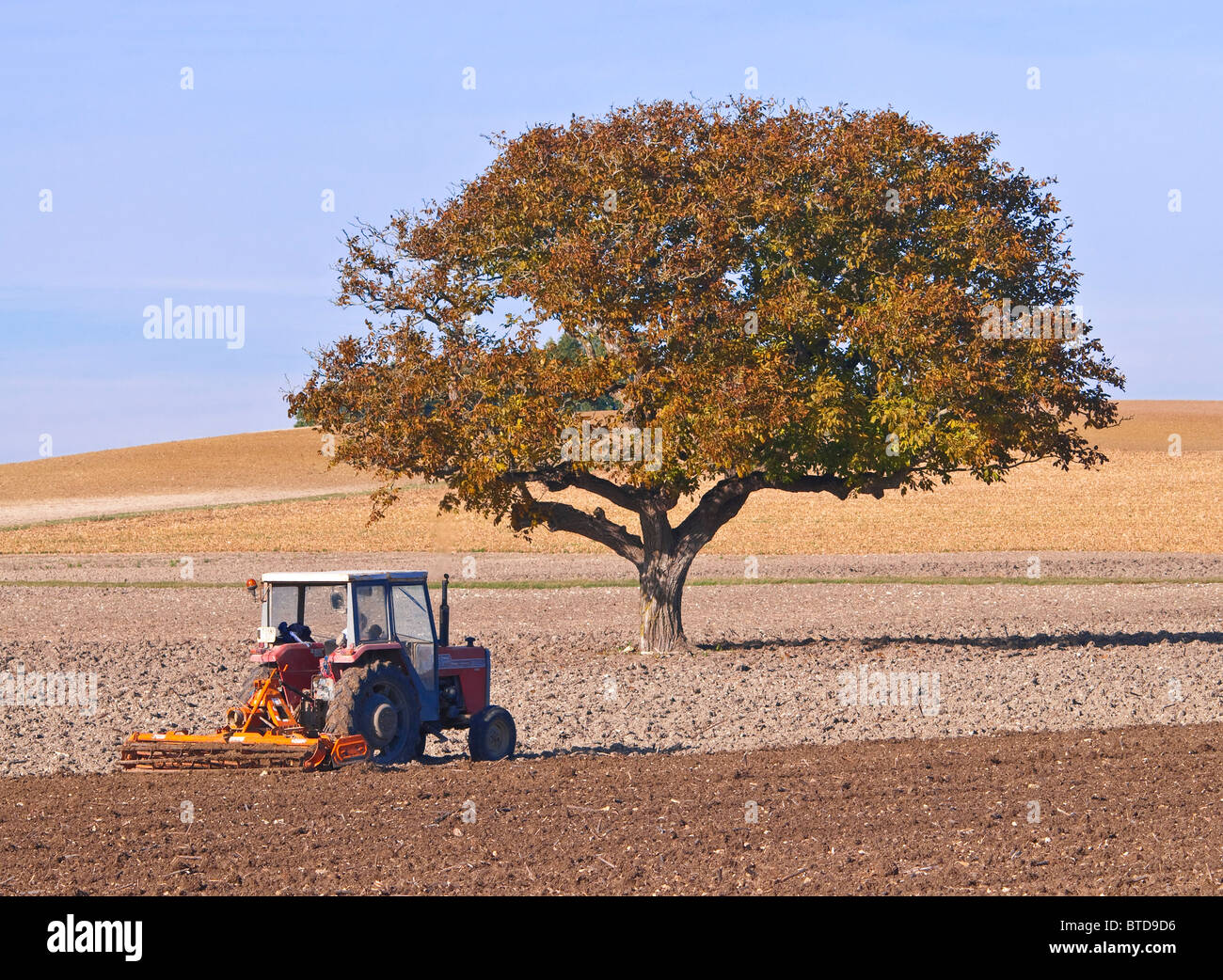 Old Massey Ferguson 265 tractor and rotary harrow / Walnut tree in ...