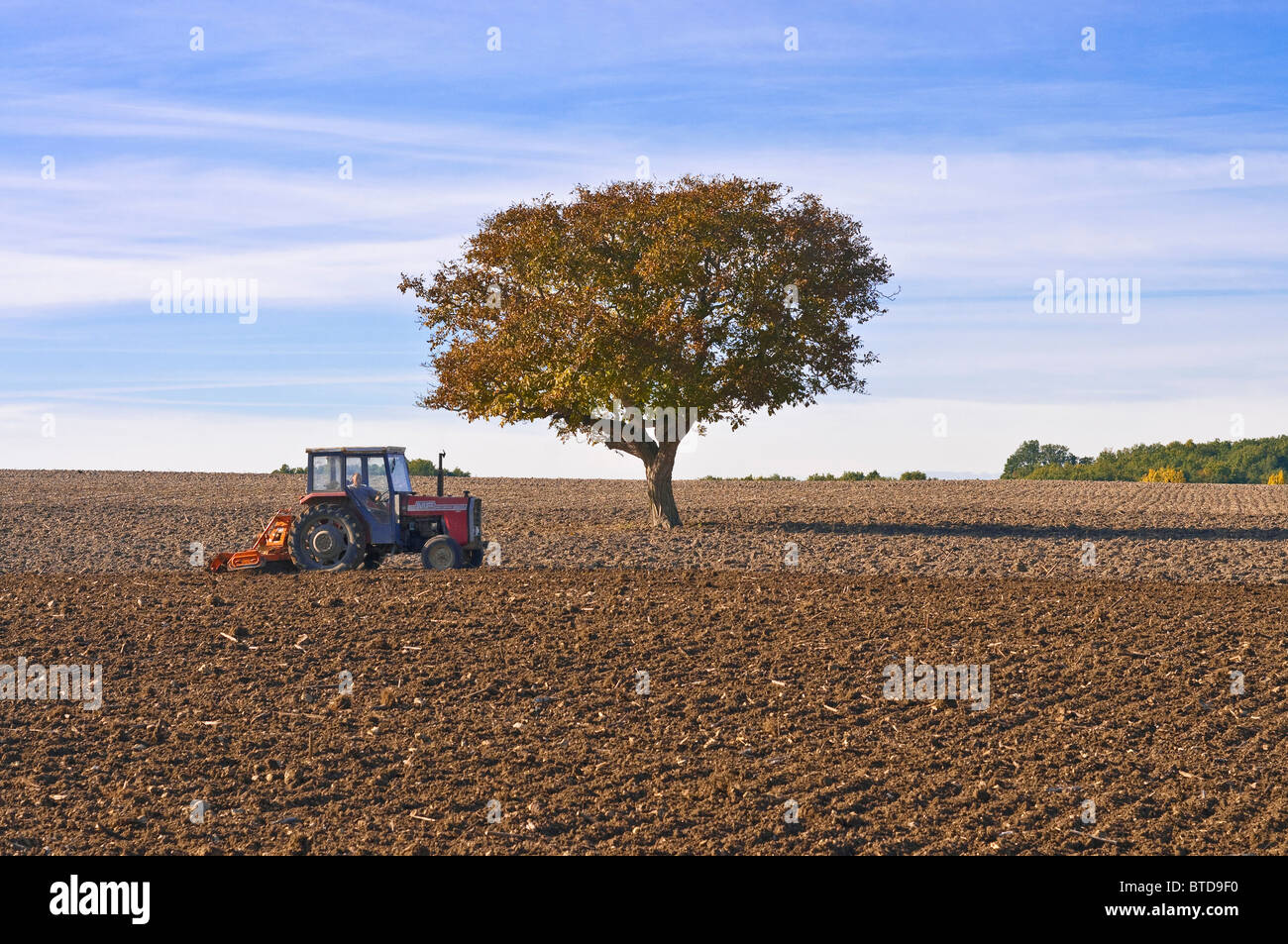 Old Massey Ferguson 265 tractor and rotary harrow / Walnut tree in ...