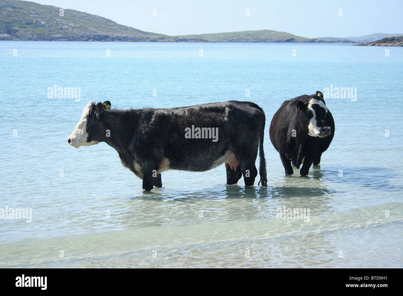 Two Cows in the sea Vatersay Outer Hebrides Scotland June 2007 Stock ...