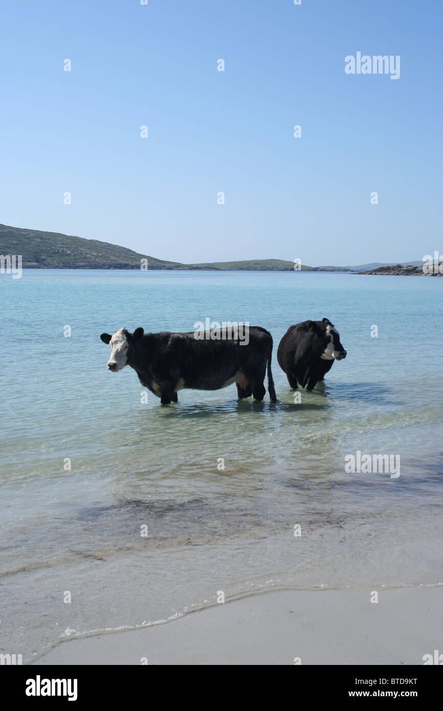 Two Cows in the sea Vatersay Outer Hebrides Scotland June 2007 Stock ...
