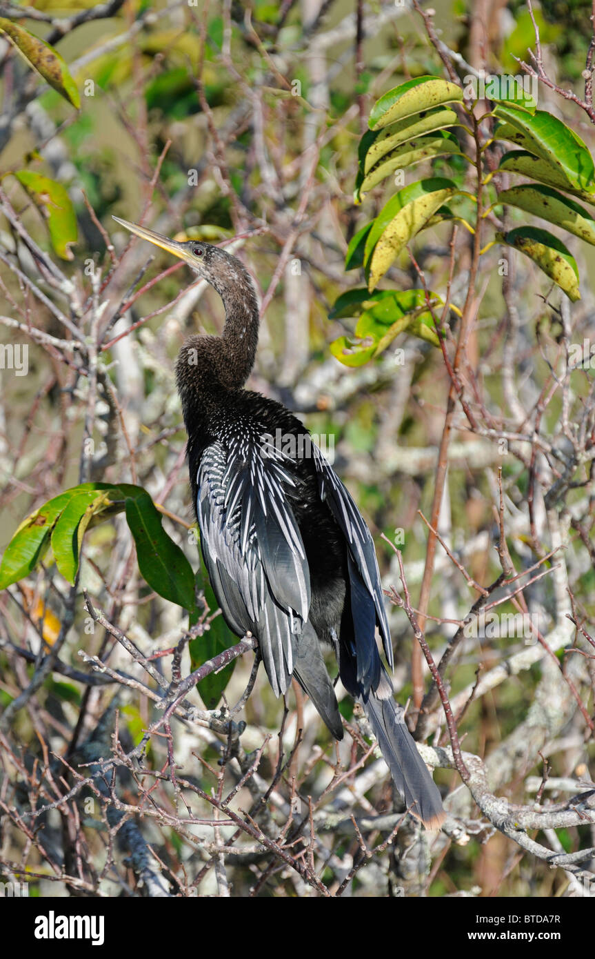 Anhinga: Anhinga anhinga. Anhinga Trail, Everglades, Florida, USA Stock ...